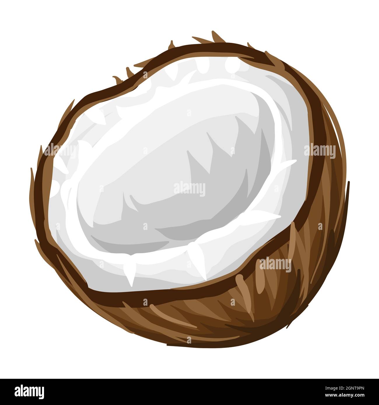 Stylized illustration of coconut. Image for design or decoration Stock ...