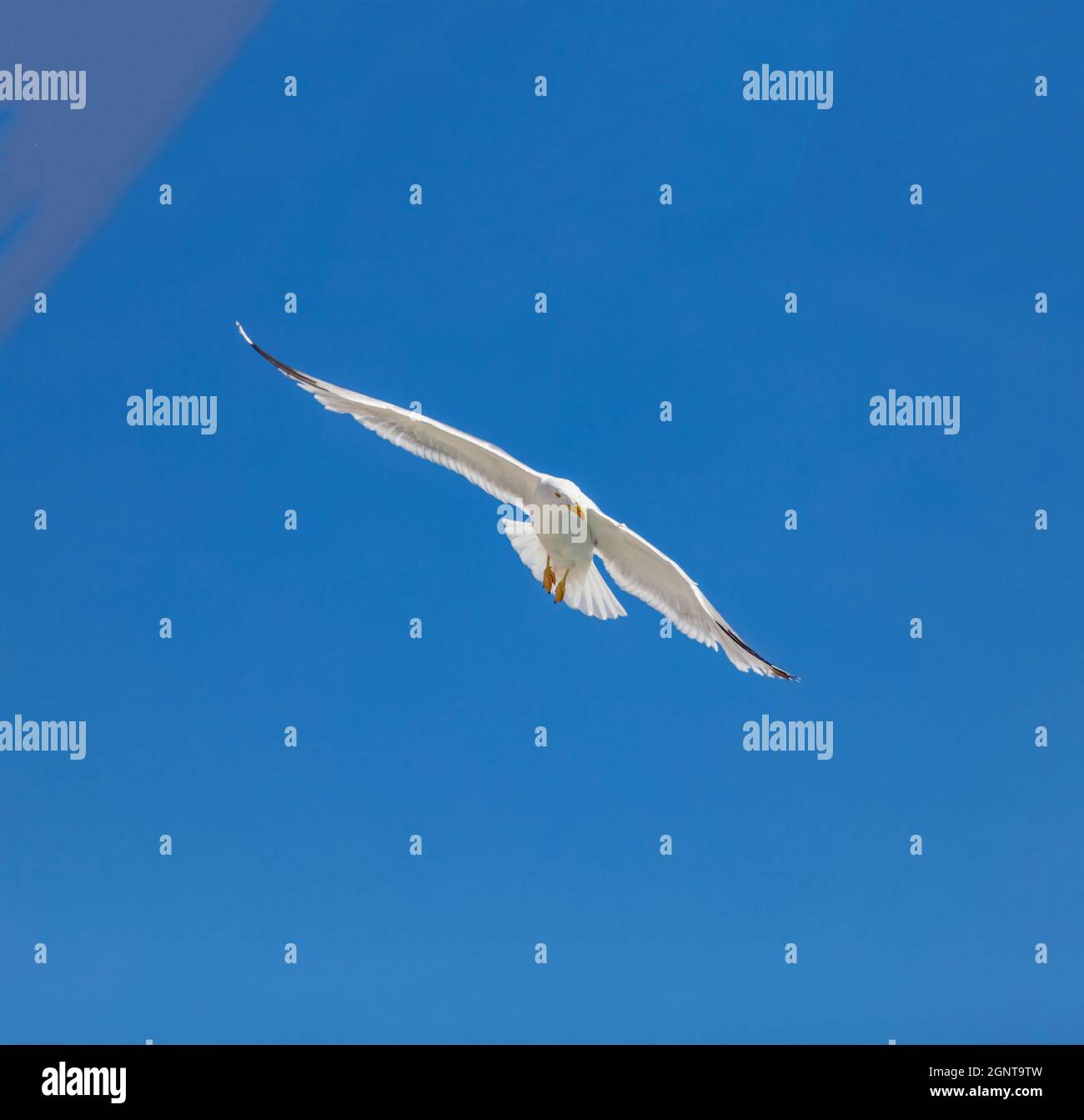 Sea gull , open wings flying on clear blue sky background. European ...