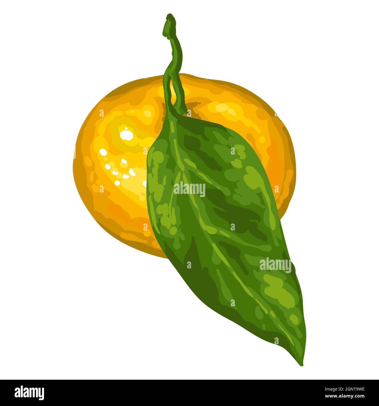 Botanical drawing mandarin hi-res stock photography and images - Alamy