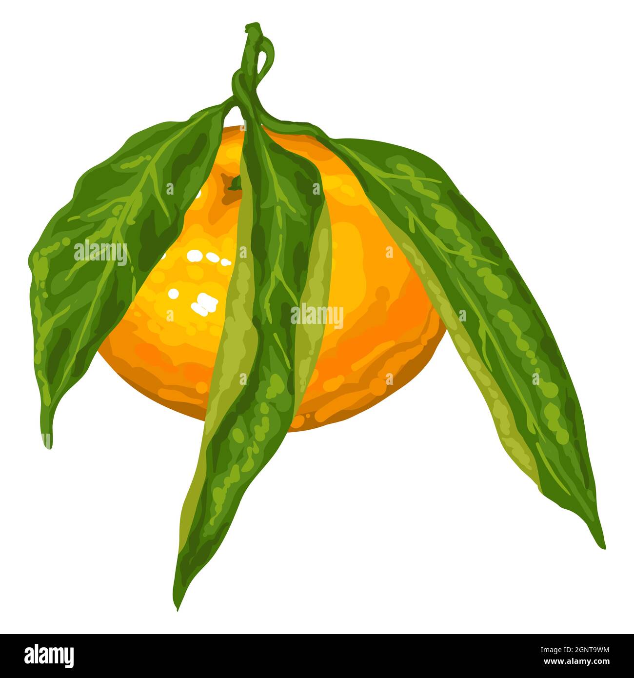 Stylized illustration of mandarin. Image for design or decoration Stock ...