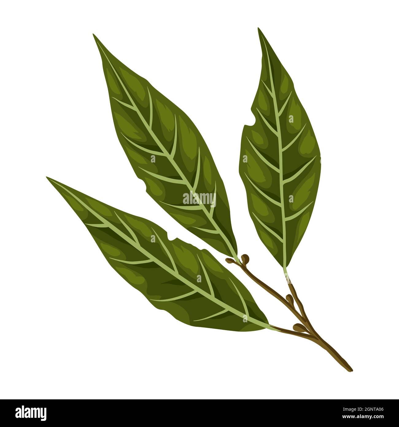 Stylized illustration of bay leaf. Image for design or decoration Stock ...