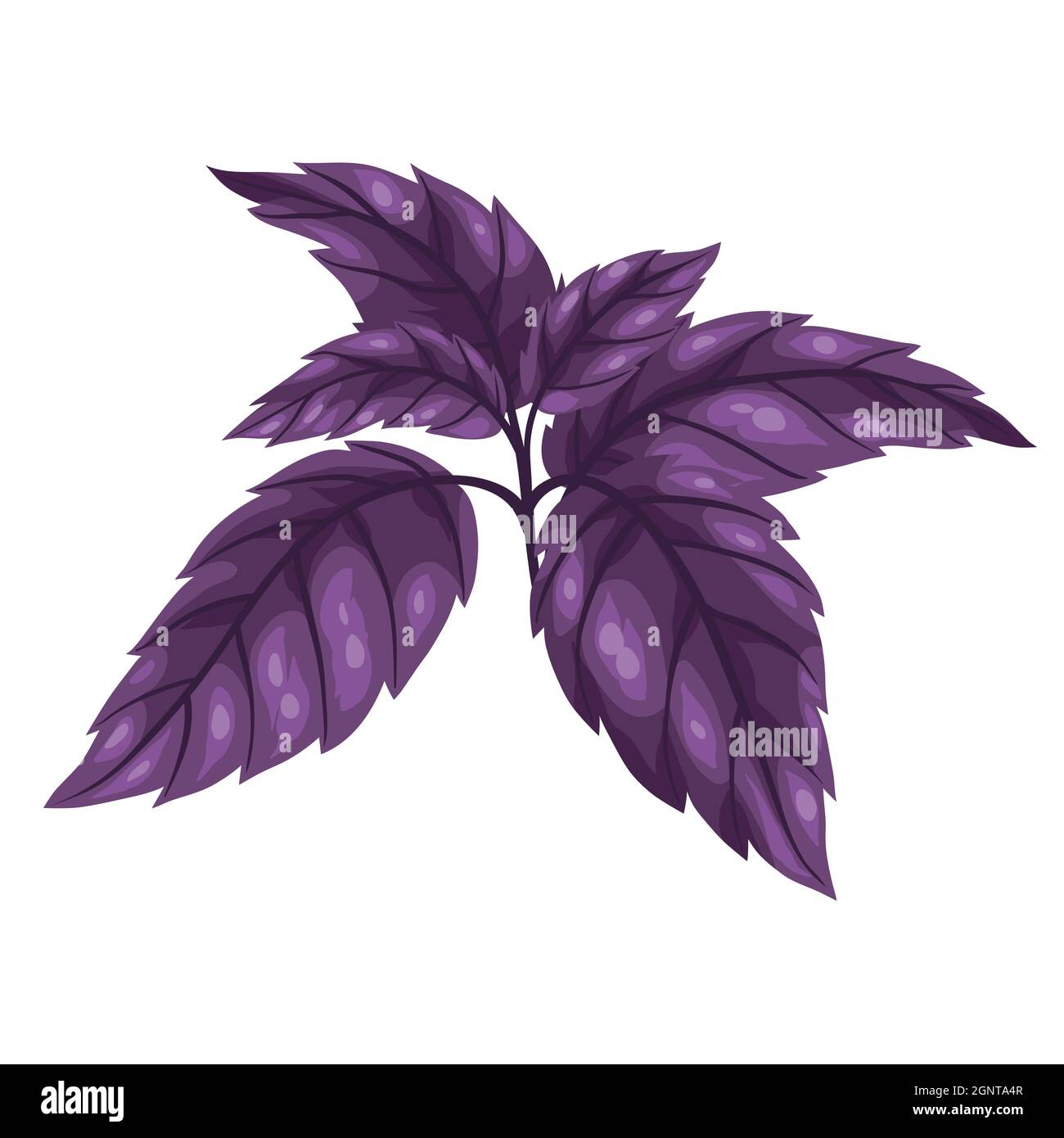 Basil leaf illustration hi-res stock photography and images - Alamy