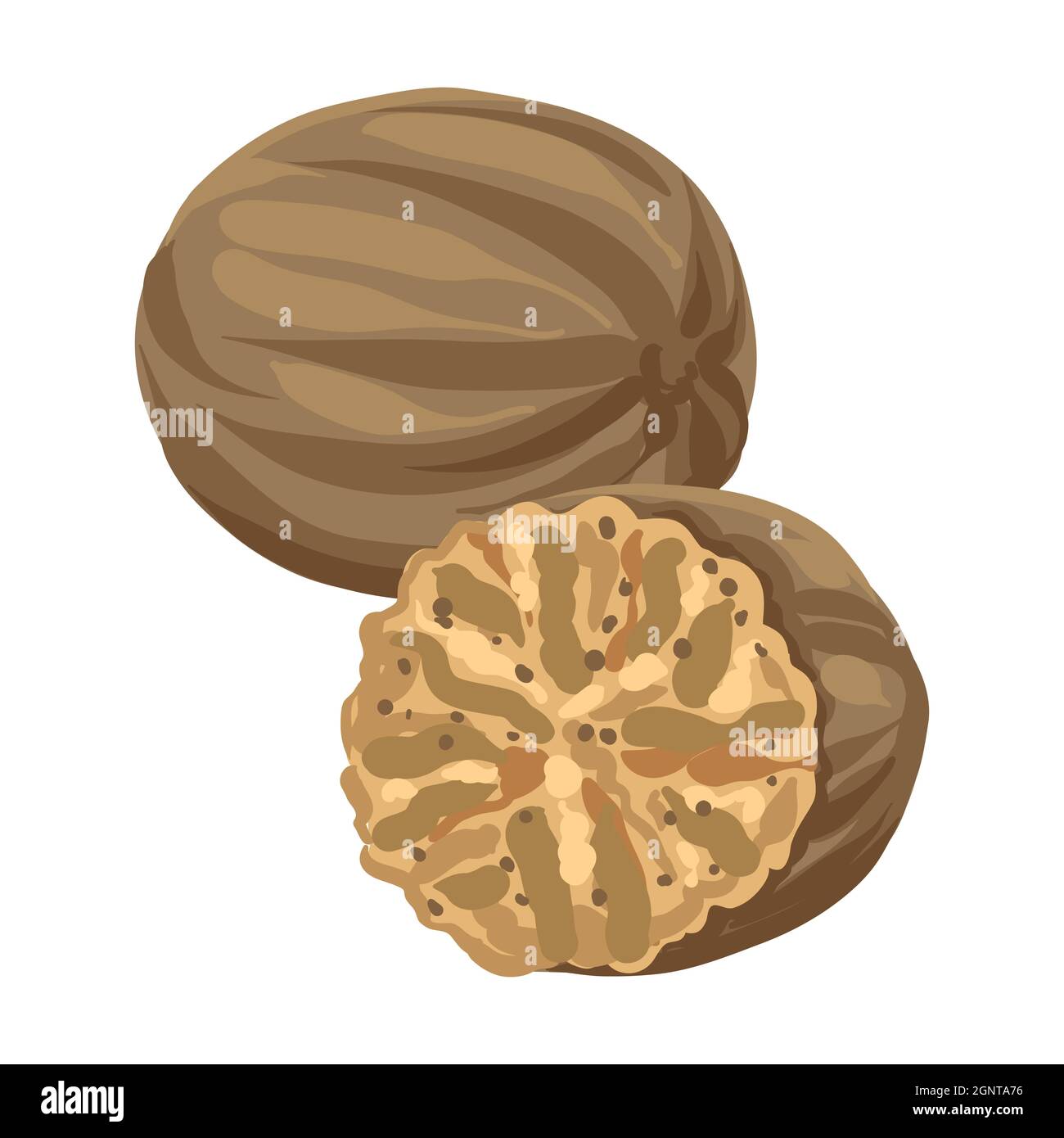 Nutmeg image Stock Vector Images - Alamy