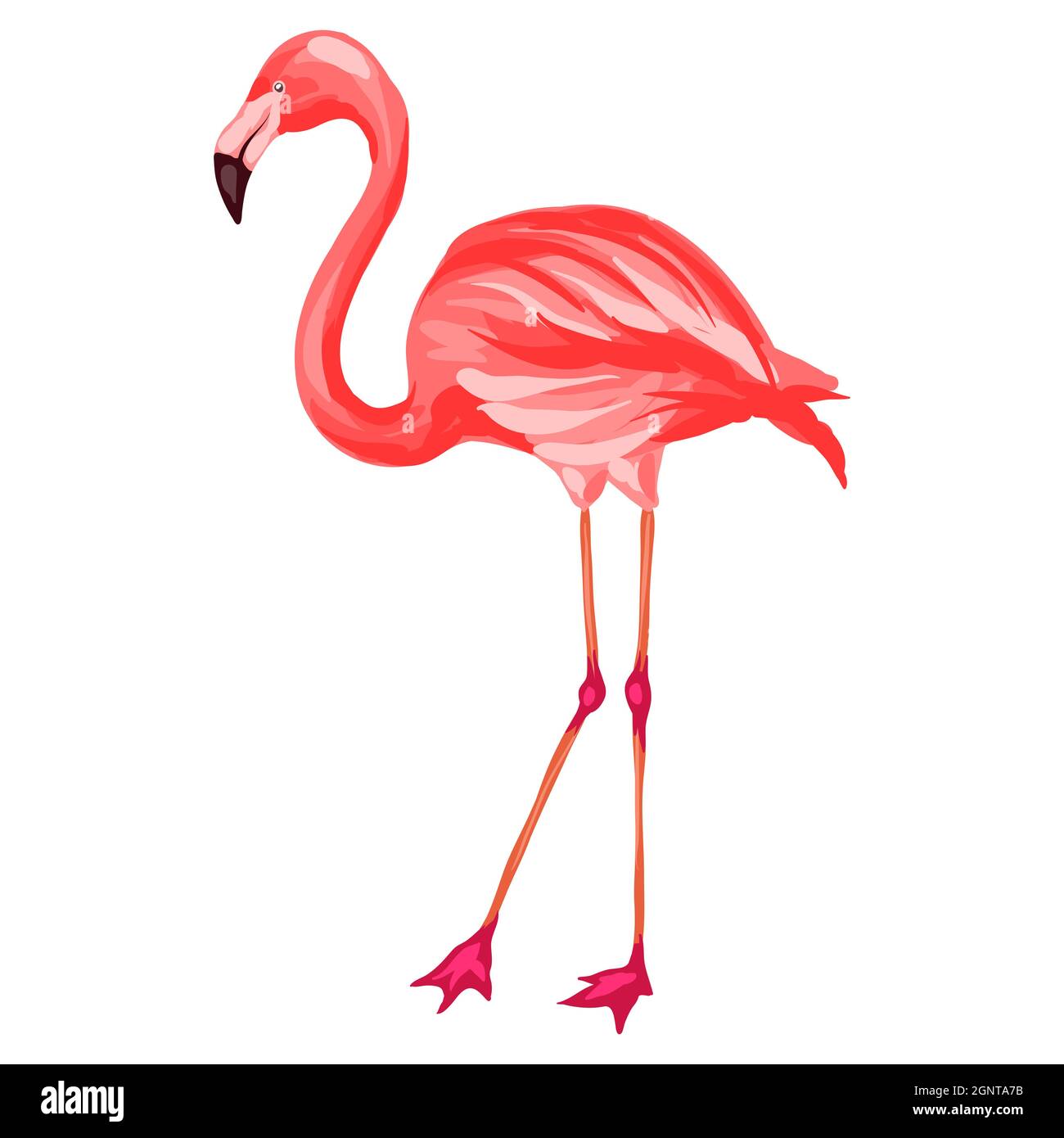 Stylized illustration of flamingo. Image for design or decoration Stock ...