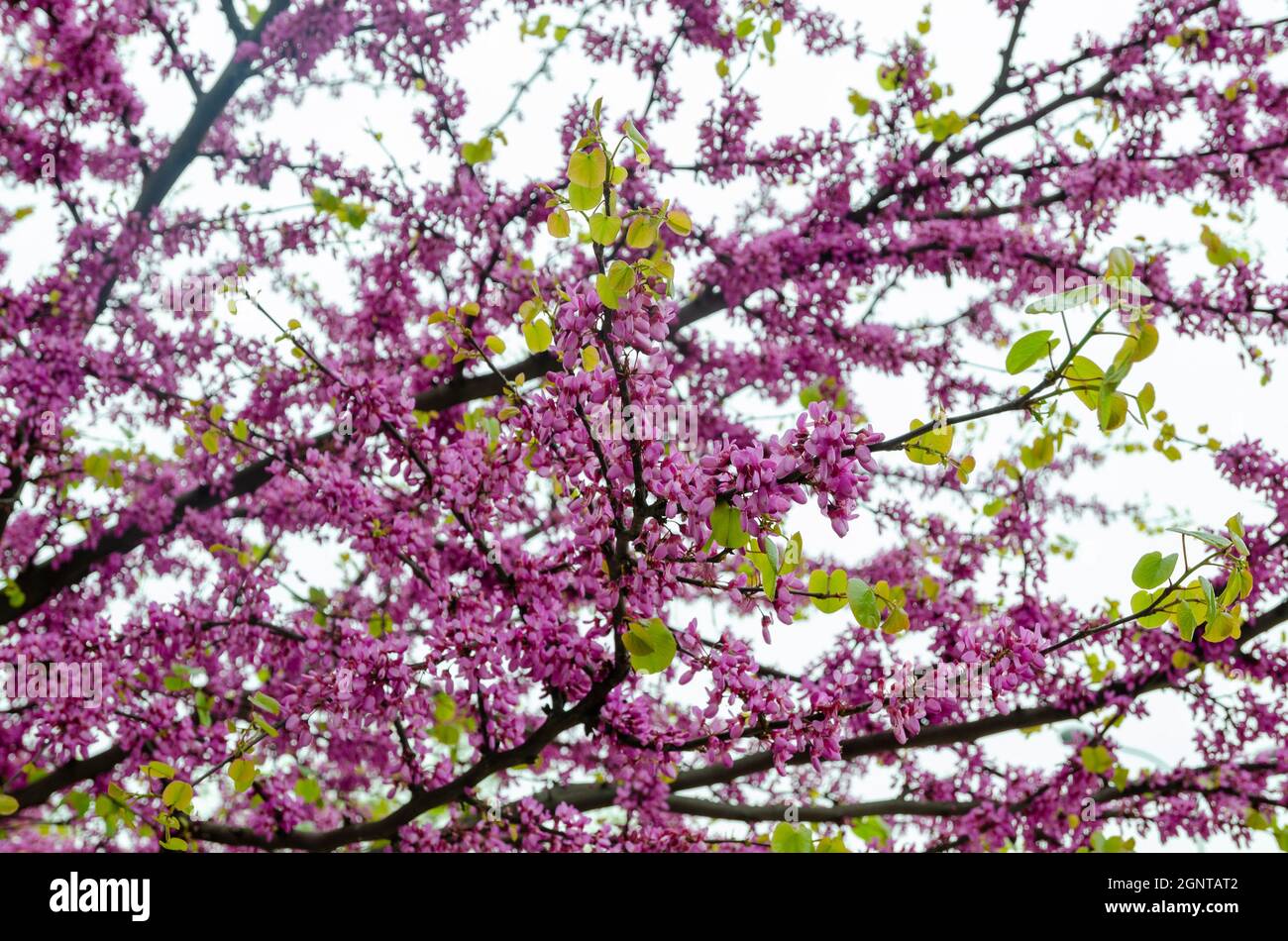 Flowering tree in pink and purple colors Stock Photo - Alamy