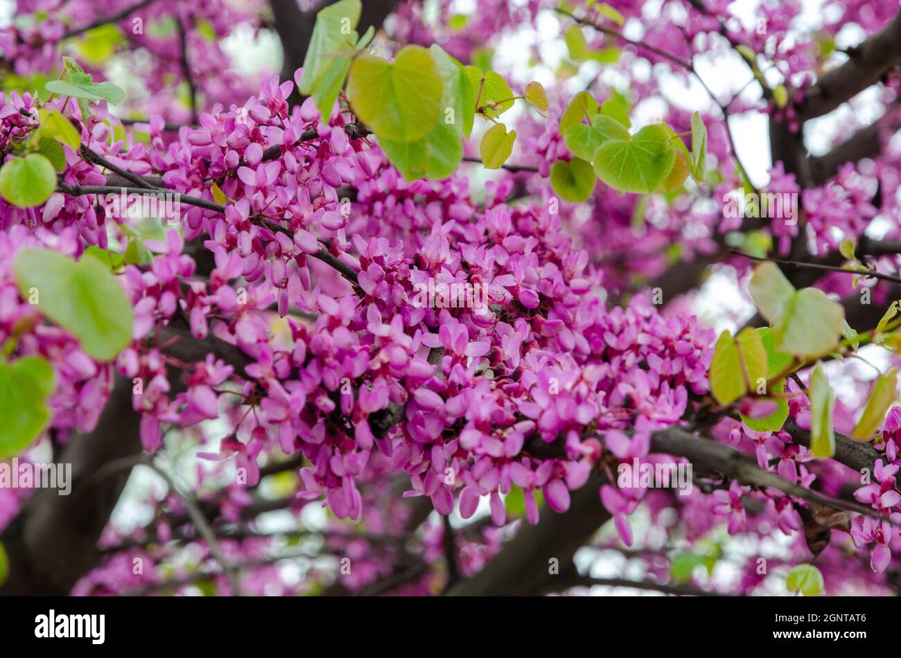 Flowering tree in pink and purple colors Stock Photo - Alamy