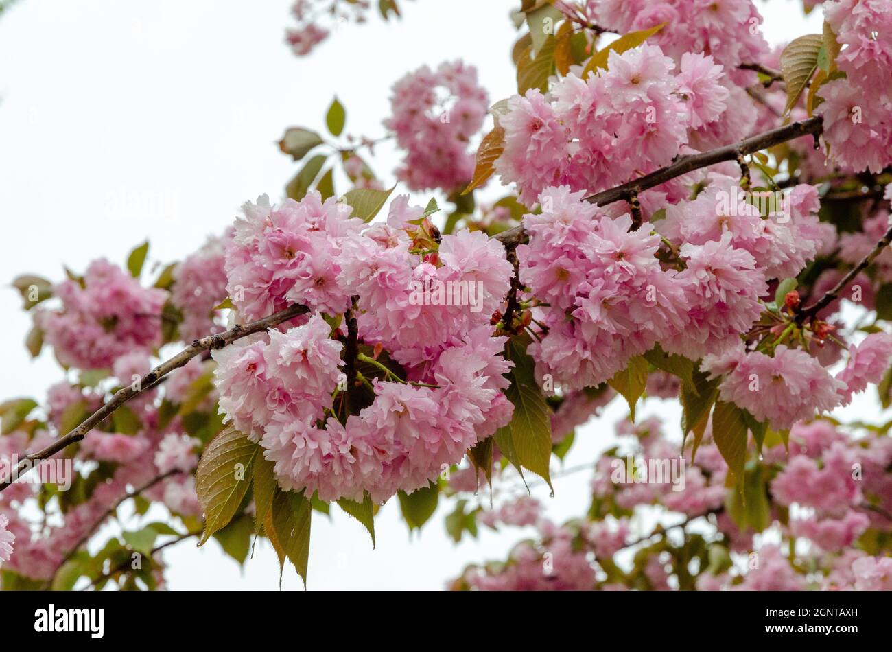 Flowering tree in pink and purple colors Stock Photo - Alamy