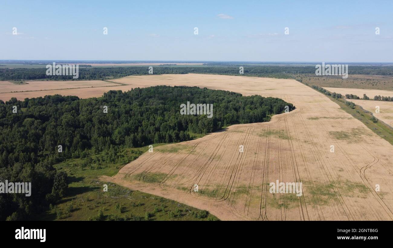 Green deciduous forest next to a farm field. Landscape from a bird's ...