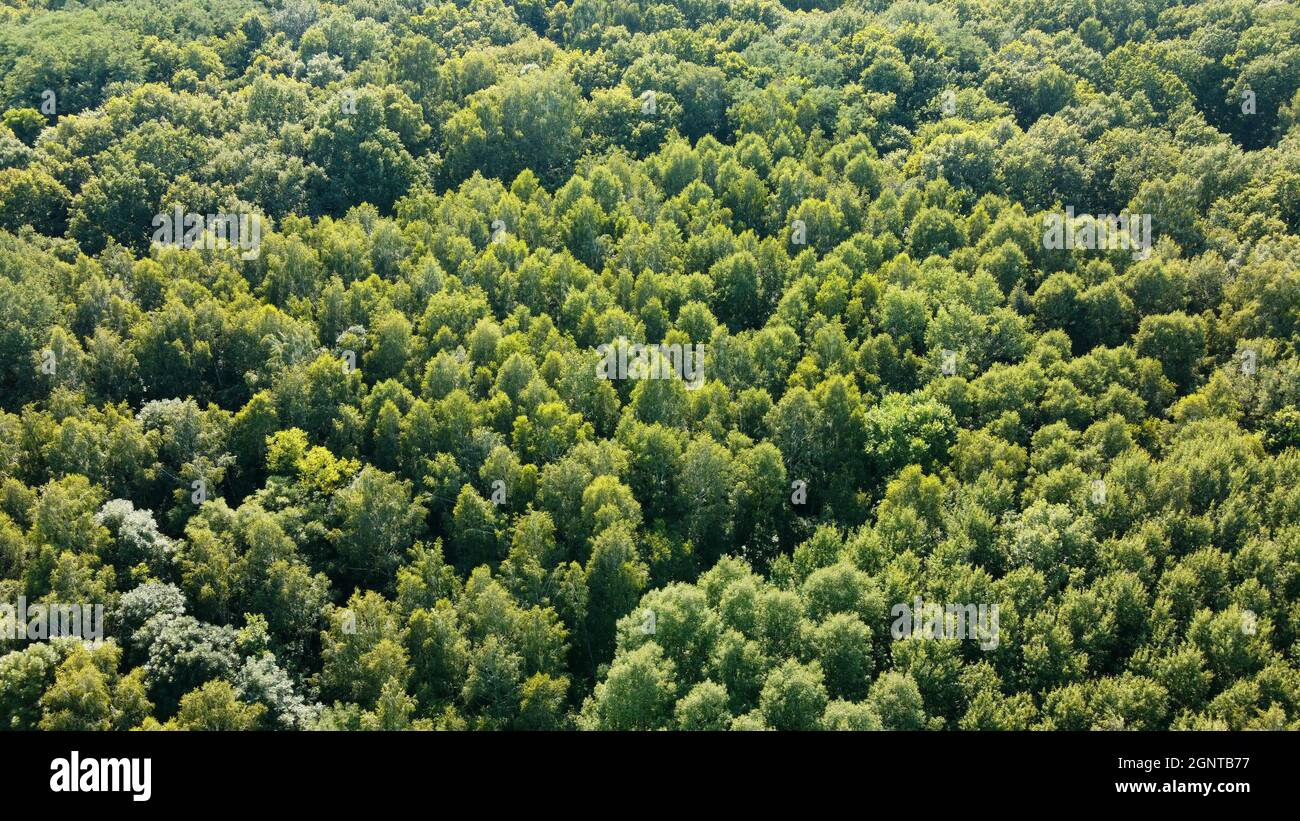 Beautiful dense forest, top view. The tops of a variety of trees Stock ...