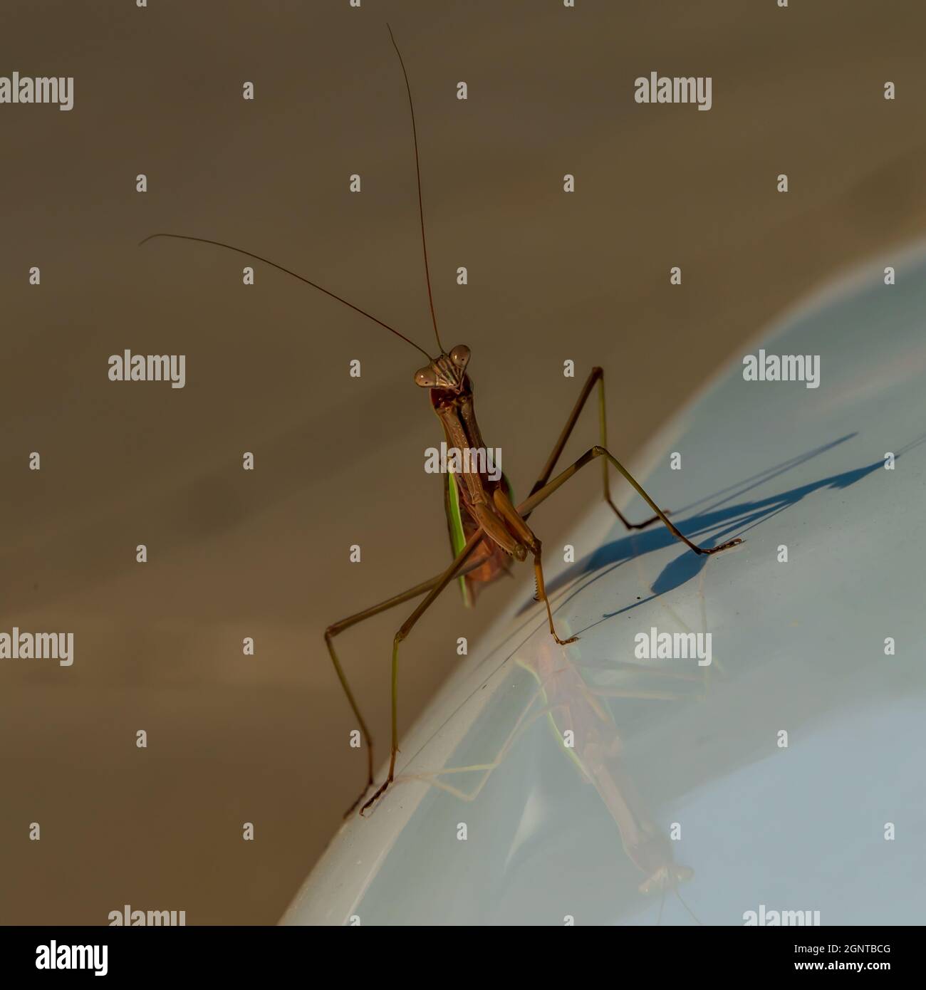 A praying mantis clings to the edge of a car's hood Stock Photo - Alamy