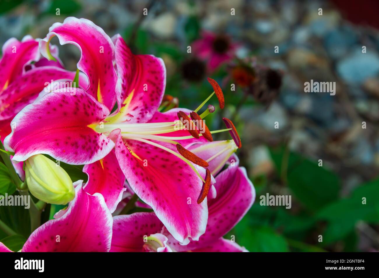 A stargazer lily flower Stock Photo - Alamy