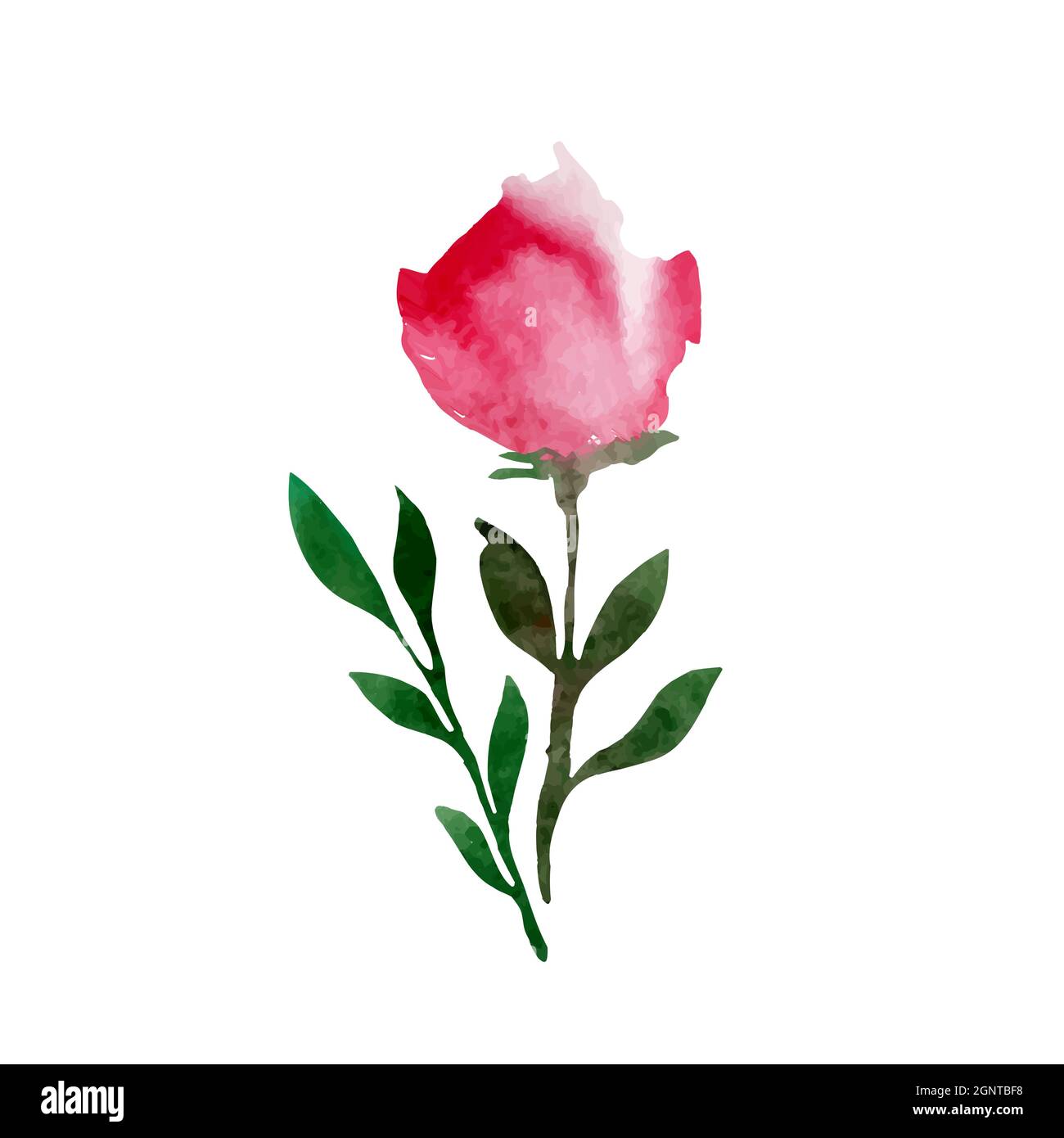 Vector illustration of a watercolor pink rose in a bud Stock Vector ...