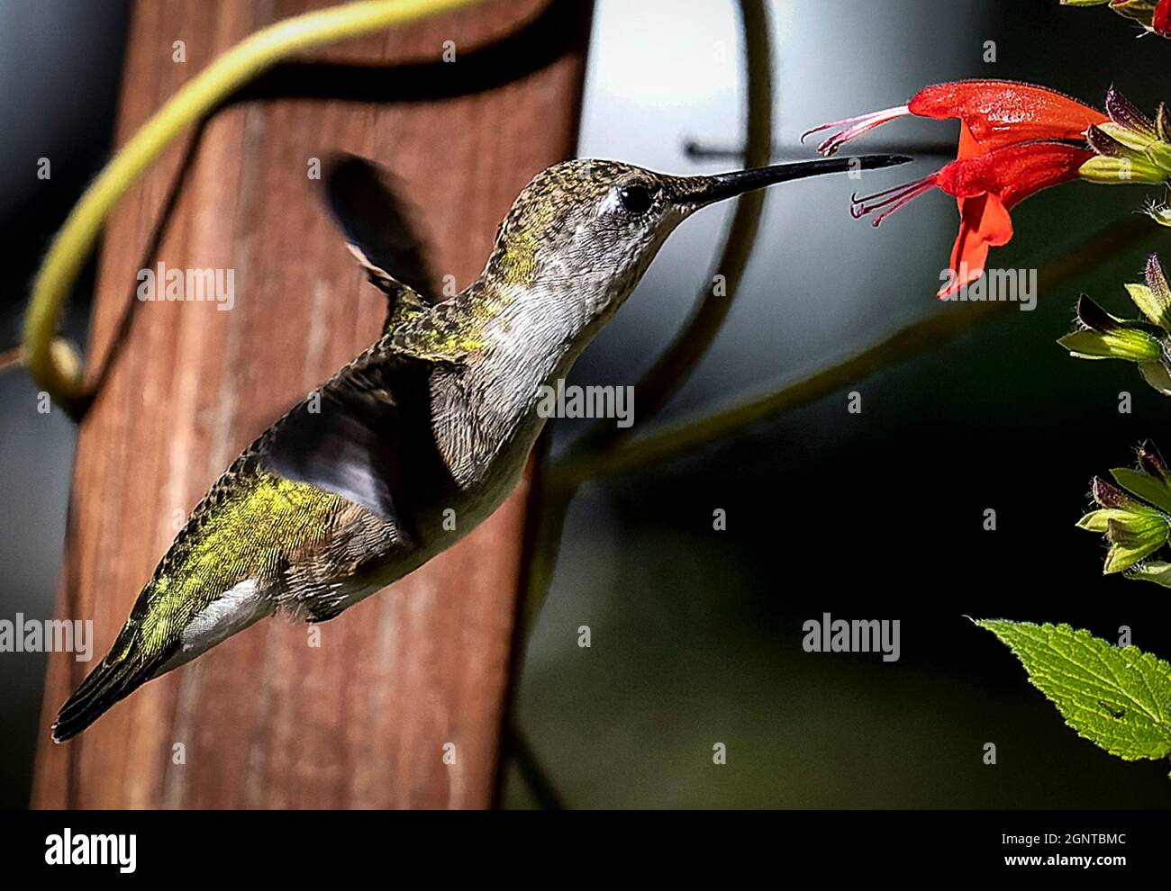 Hummingbird hovers over a flower on the backyard deck Stock Photo - Alamy