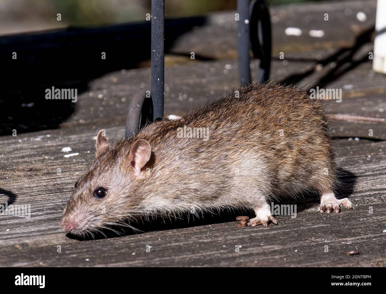 Common rat surprises in a daylight appearance on the deck Stock Photo ...