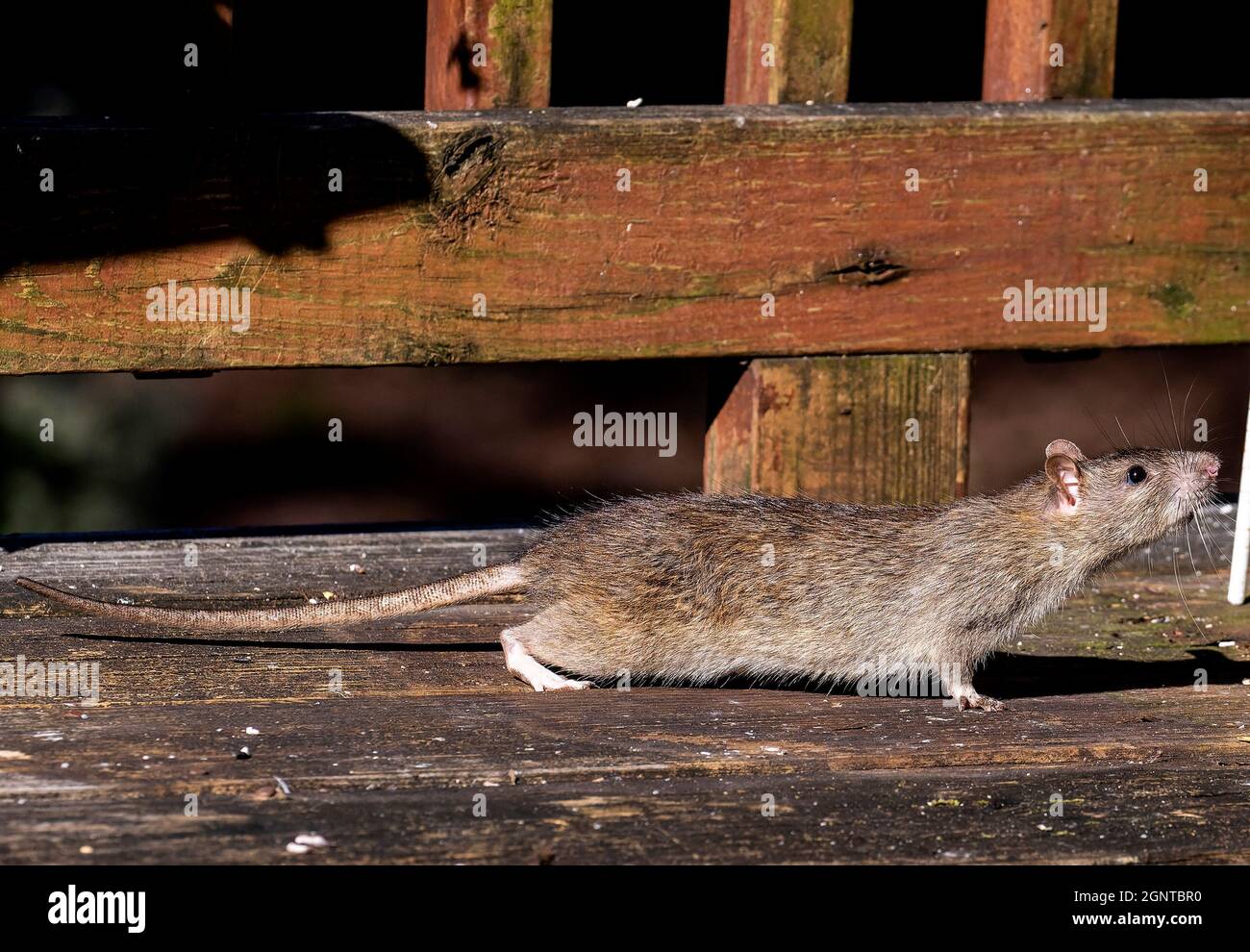 Common rat surprises in a daylight appearance on the deck Stock Photo ...