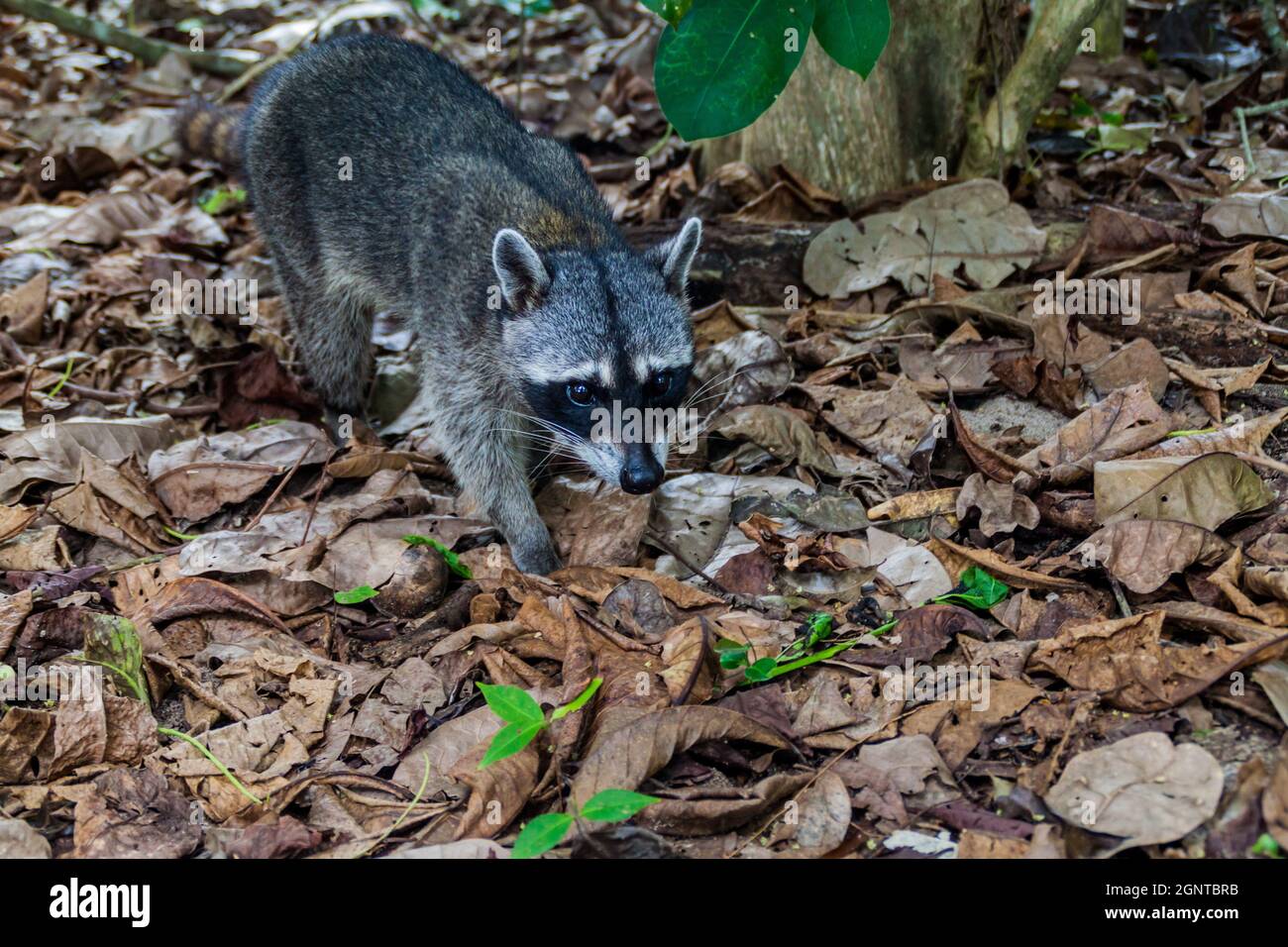Crab-eating raccoon Procyon cancrivorus in National Park Manuel Antonio ...