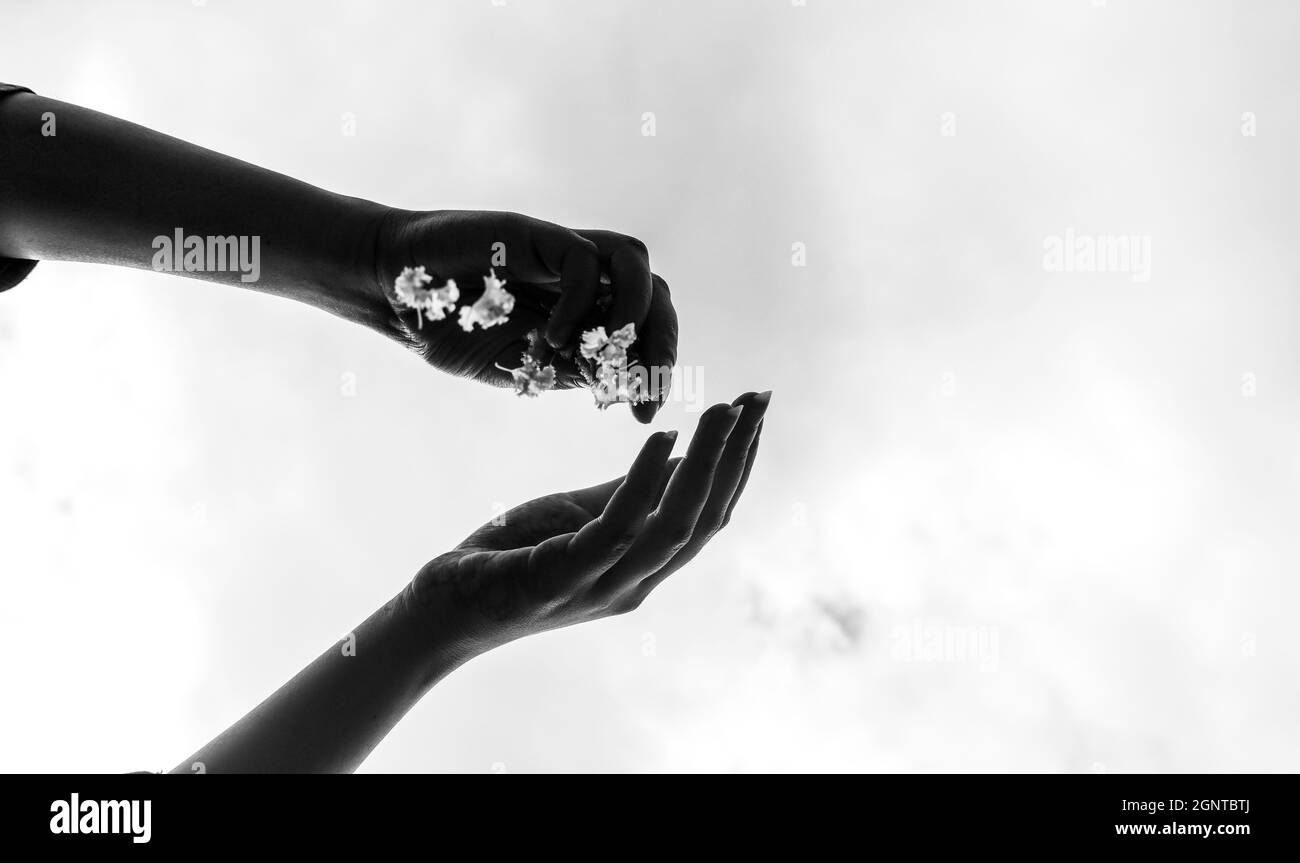 Falling Black Rose Petals