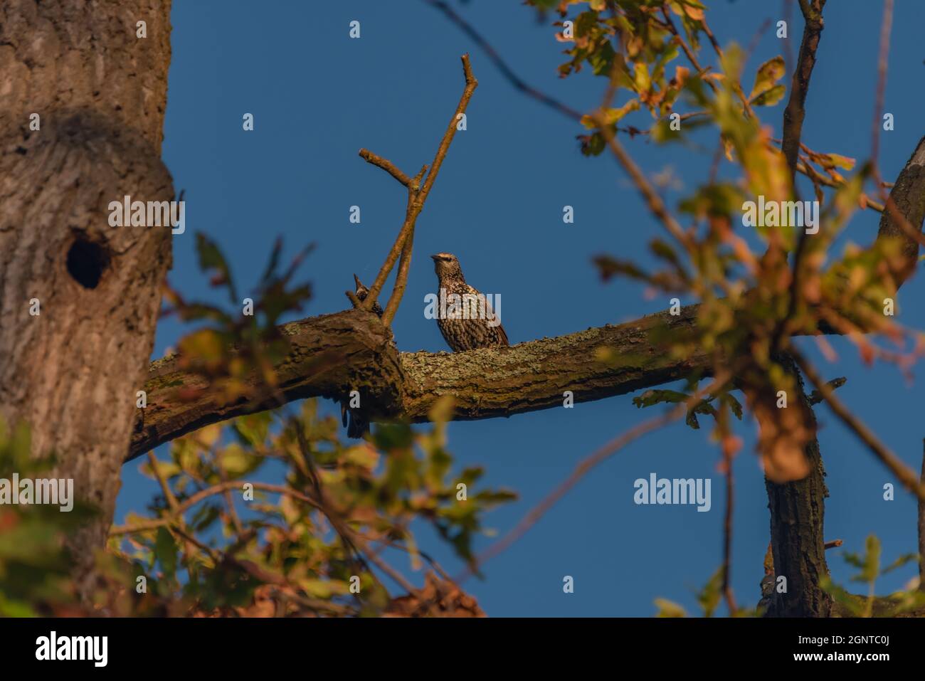 Thrush bird on autumn leaf tree with dark blue sky in sunny morning ...