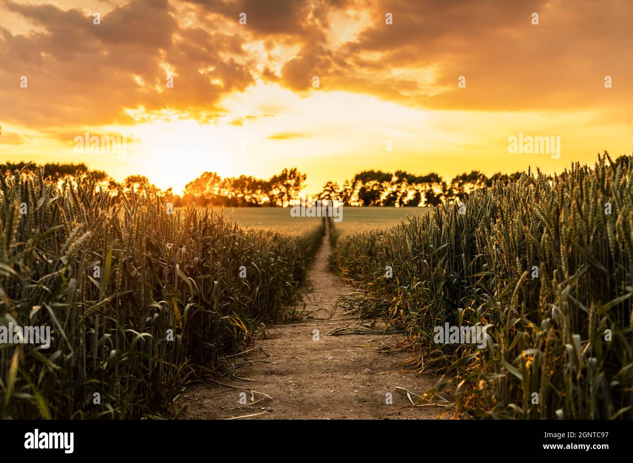 Sunset and clouds over a wheat field with a path to trees on the ...