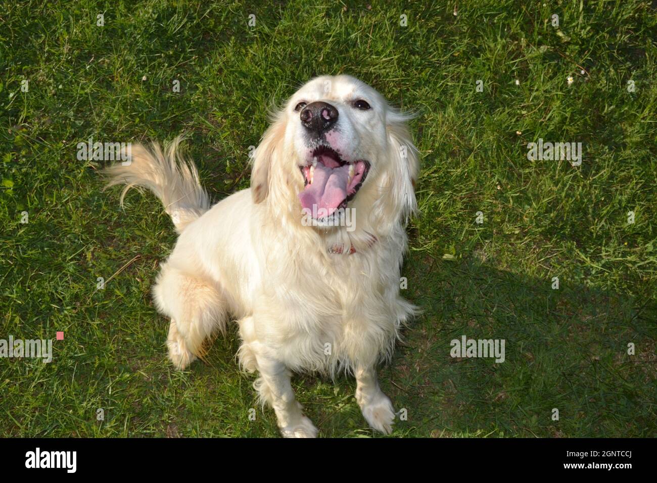 White Dog Happy English Setter Smiling on the Grass Stock Photo - Alamy