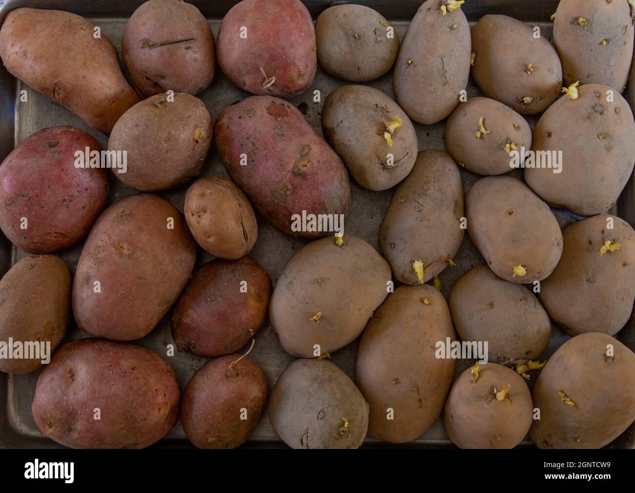 sweet potato and normal potato group display from top view Stock Photo ...