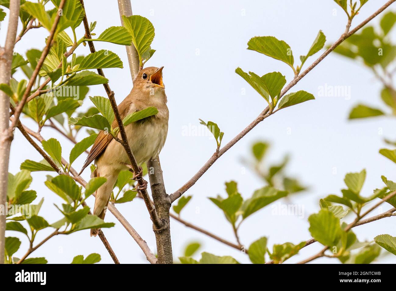 Common nightingale europe hi-res stock photography and images - Alamy