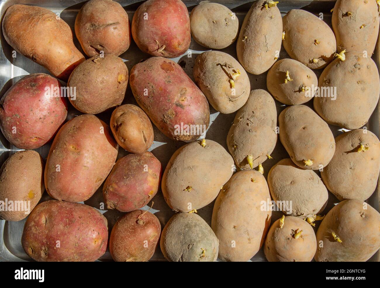 sweet potato and normal potato group display from top view Stock Photo ...