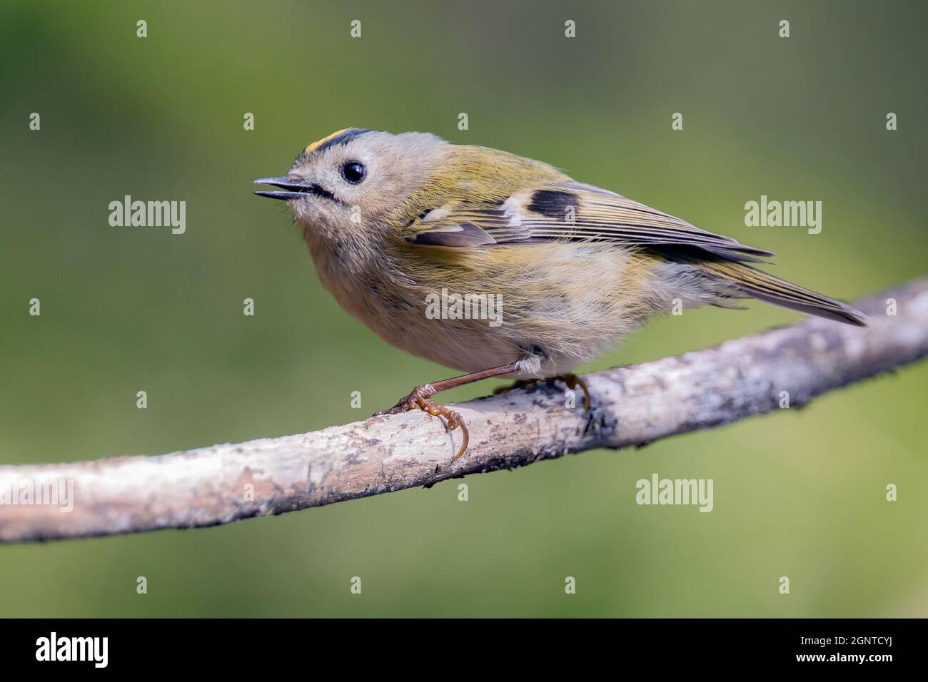 Goldcrest tree hi-res stock photography and images - Alamy