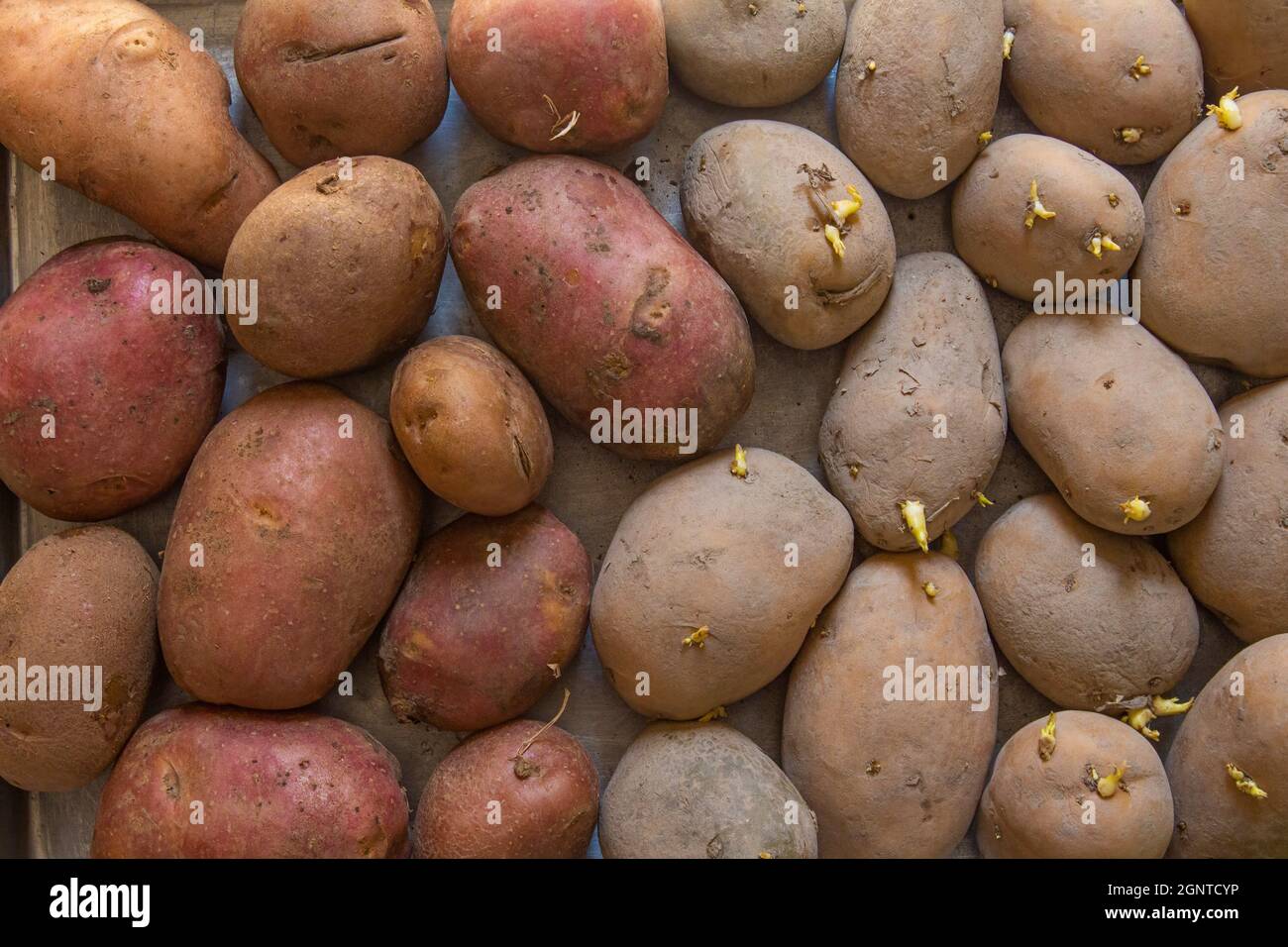 sweet potato and normal potato group display from top view Stock Photo ...