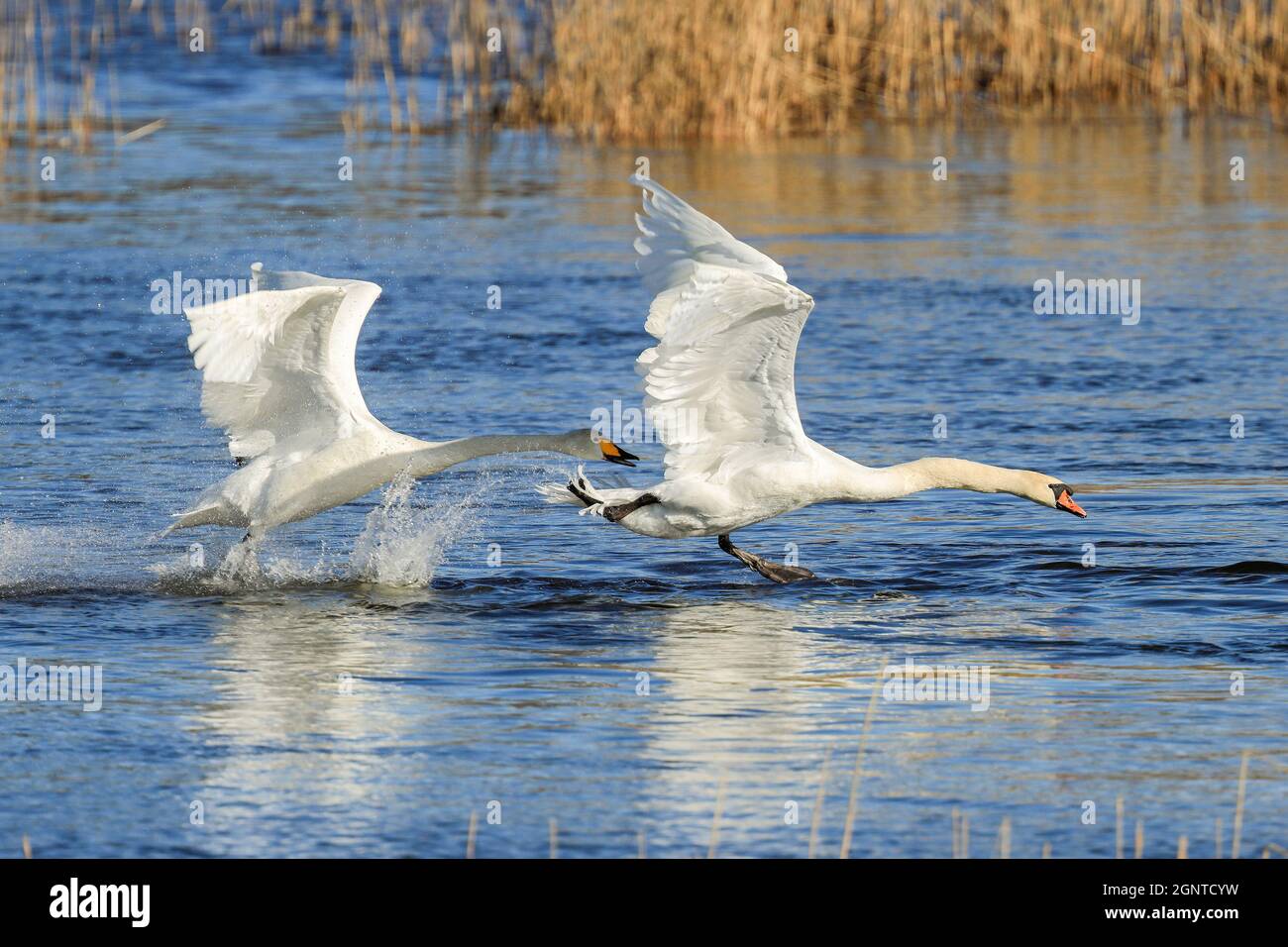 Chasing the bird hi-res stock photography and images - Alamy