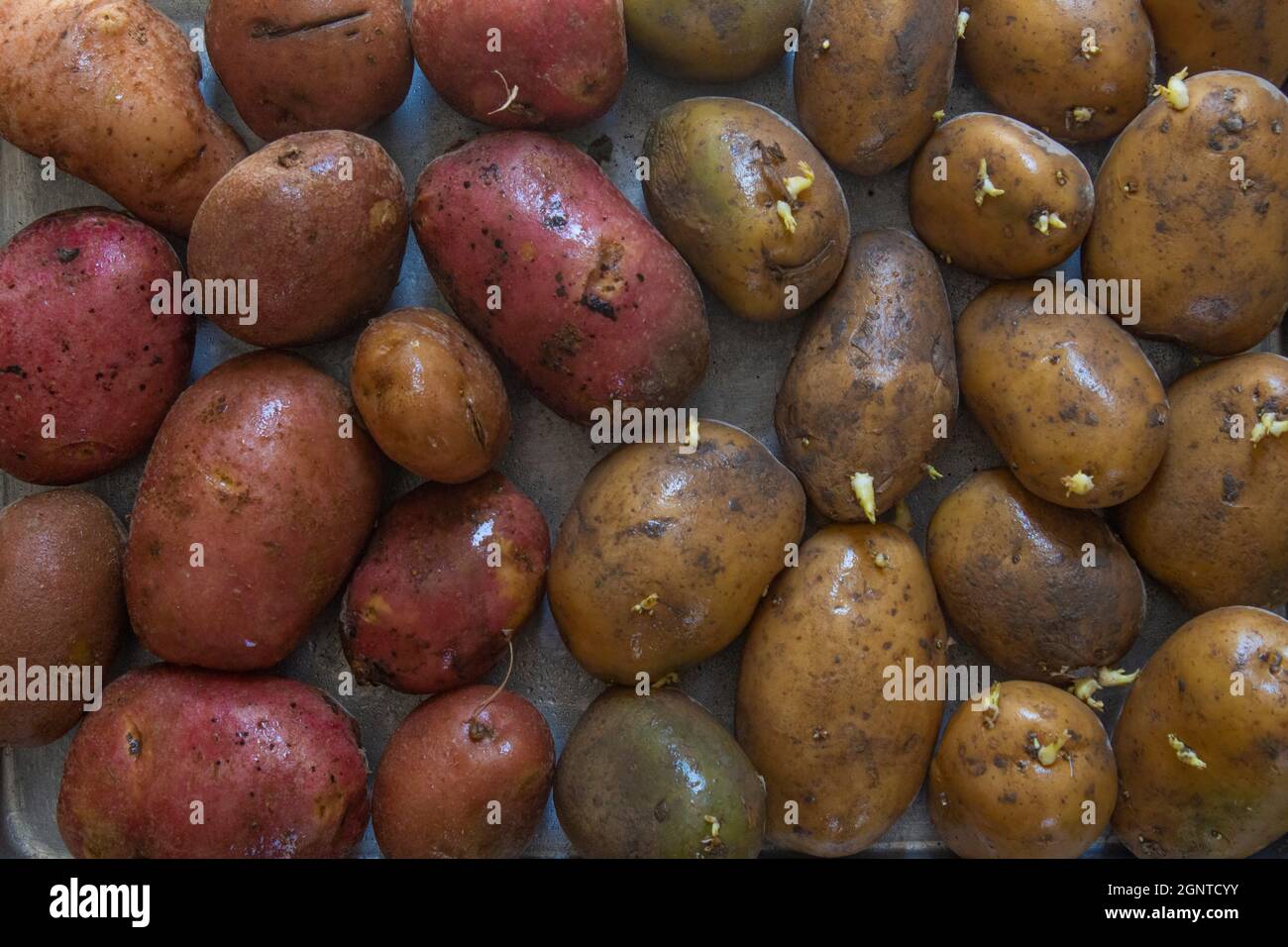 sweet potato and normal potato group display from top view Stock Photo ...