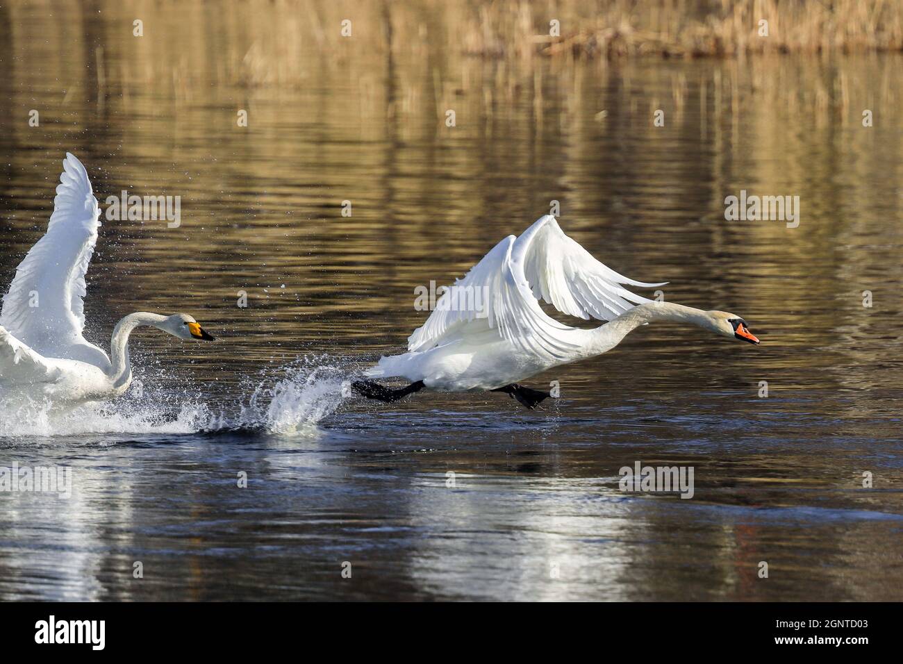 Chasing the bird hi-res stock photography and images - Alamy