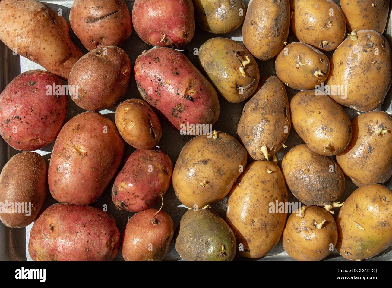 sweet potato and normal potato group display from top view Stock Photo ...