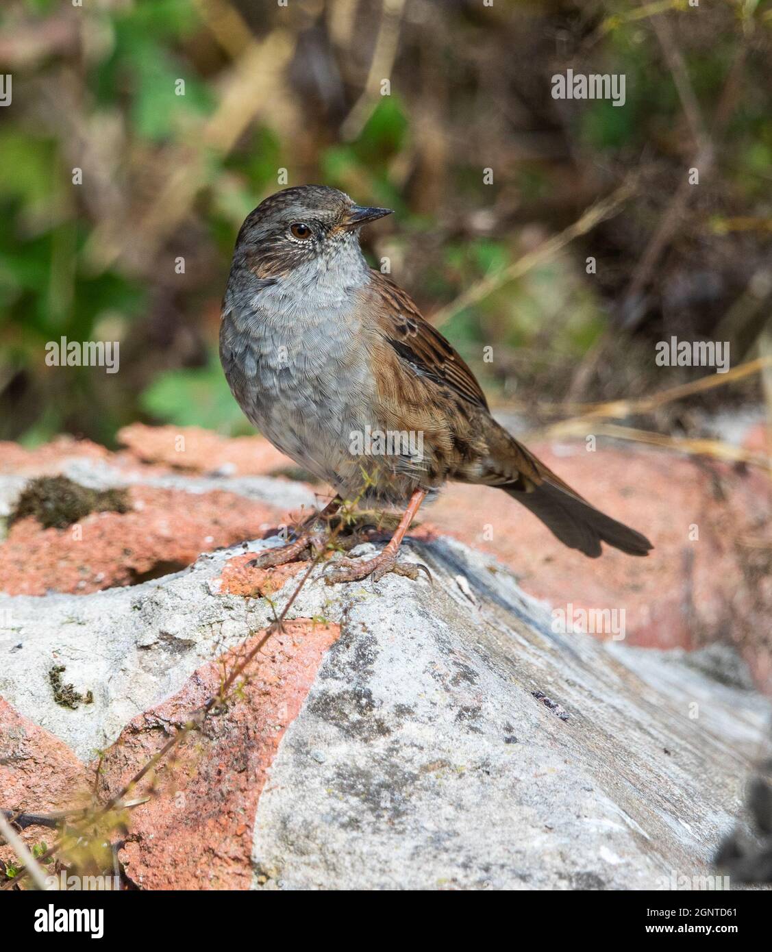 Posing dunnock hi-res stock photography and images - Alamy