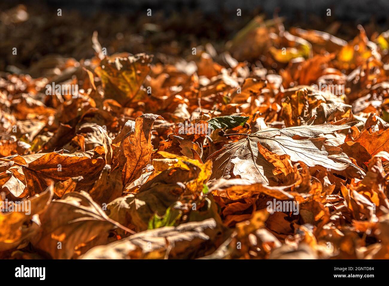 With the arrival of autumn, the leaves turn orange and fall Stock Photo ...