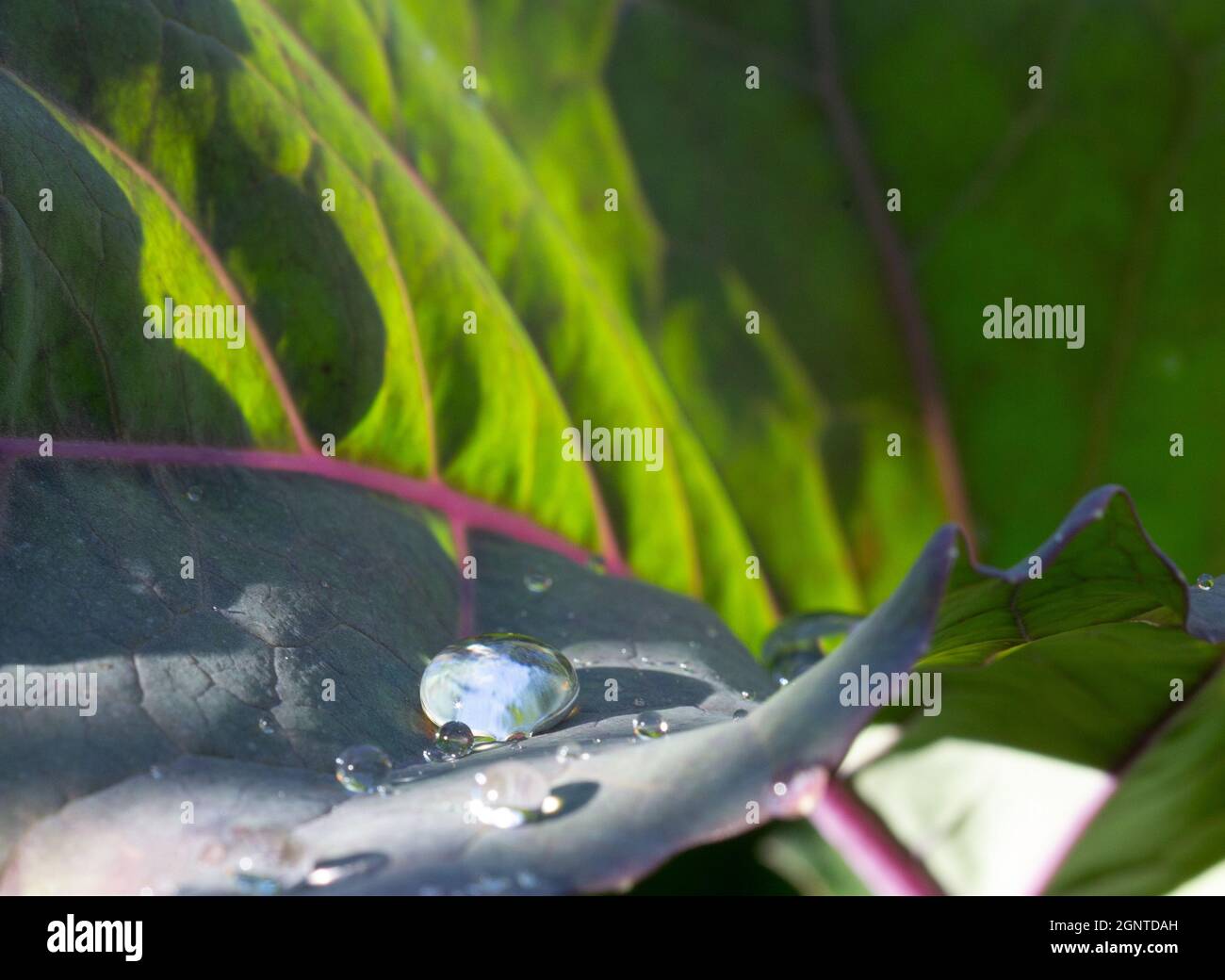 Rain drop sparkling on a garden leaf Stock Photo - Alamy