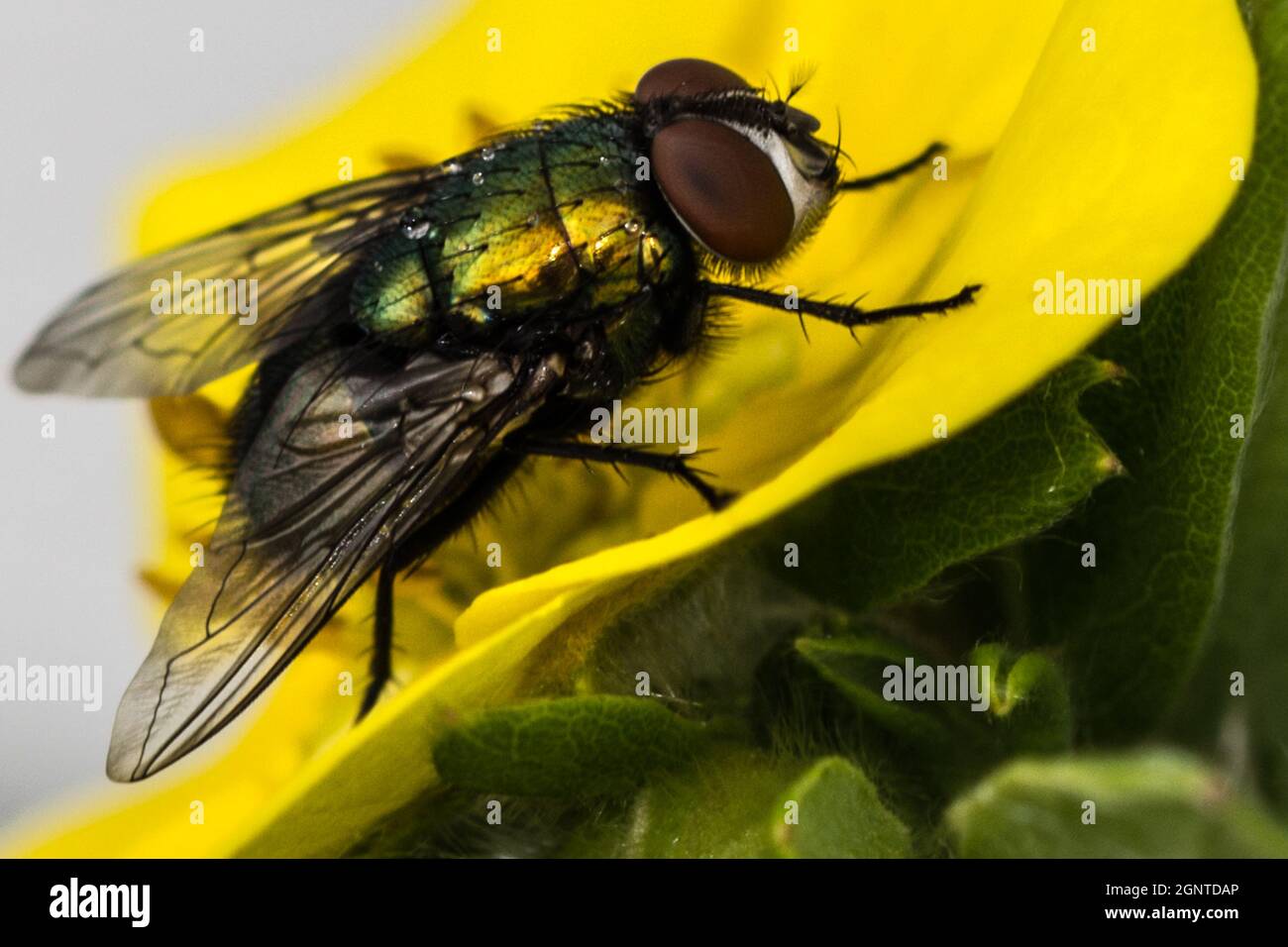 La muche hi-res stock photography and images - Alamy