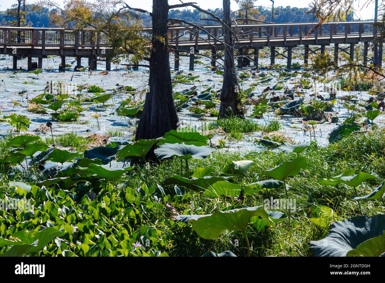 Wildlife observation deck hi-res stock photography and images - Alamy