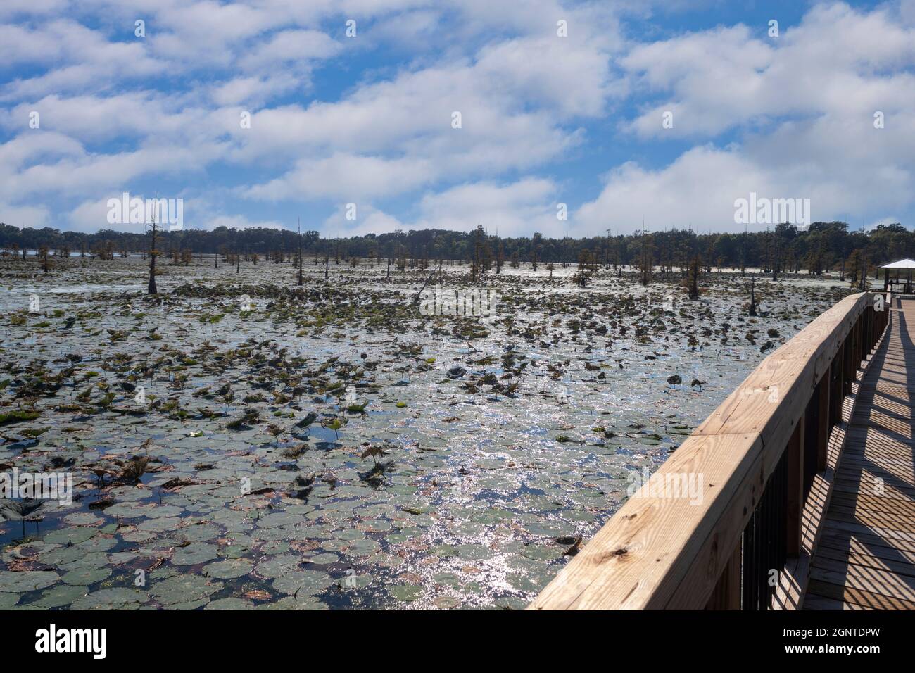 Wildlife observation deck hi-res stock photography and images - Alamy