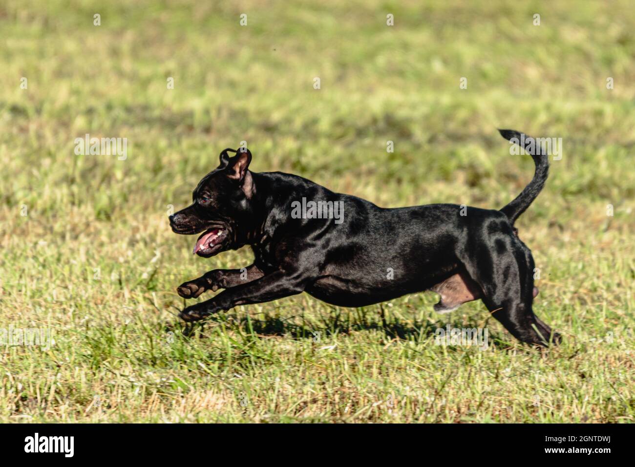 Staffordshire bull terrier flying moment while running on dog racing ...