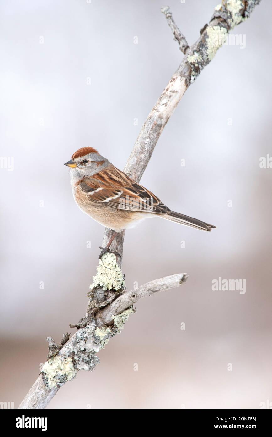 American Tree Sparrow on winter perch, Pennsylvania Stock Photo - Alamy