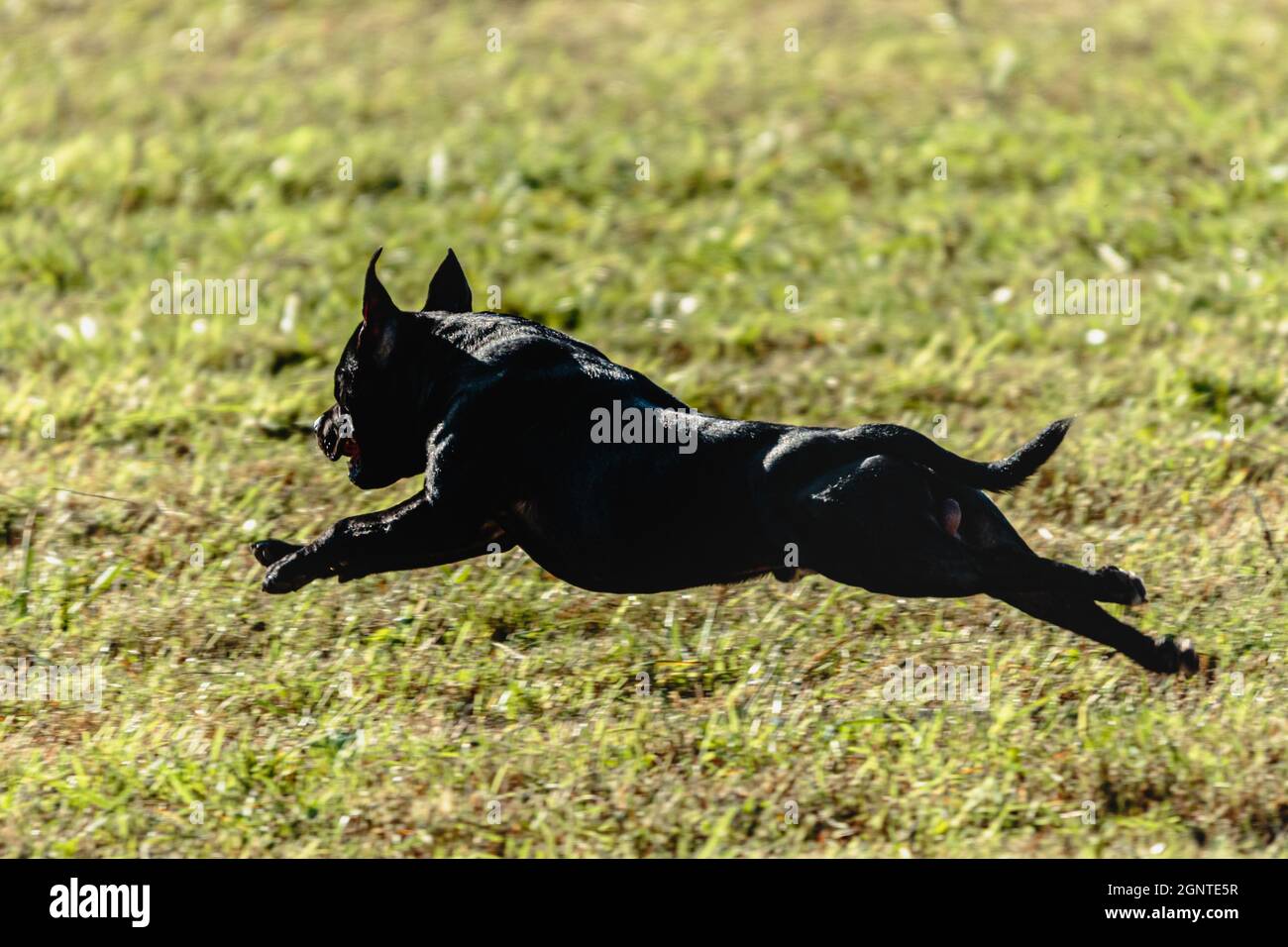 Staffordshire bull terrier flying moment while running on dog racing ...