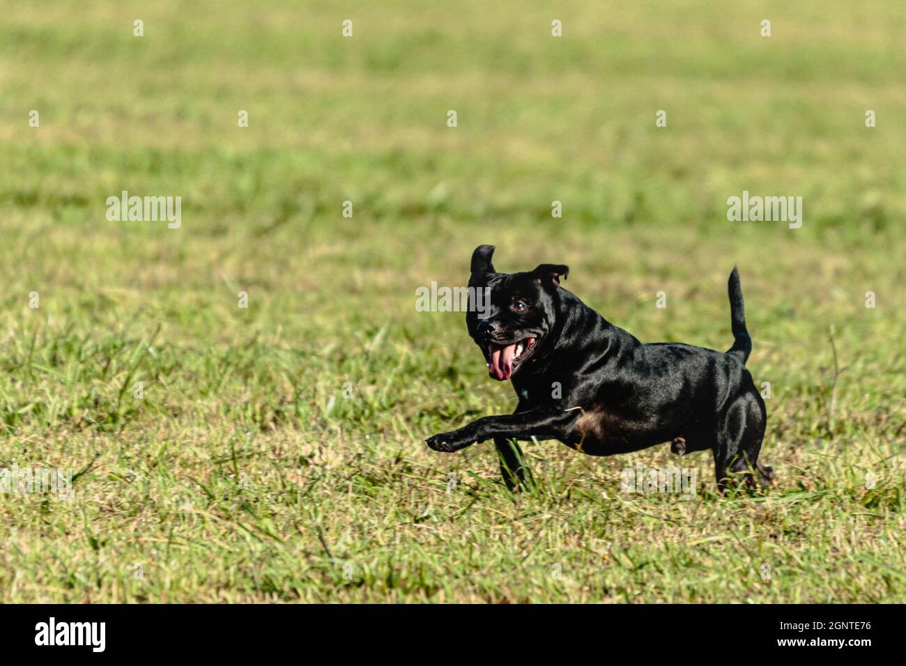 Staffordshire bull terrier flying moment while running on dog racing ...