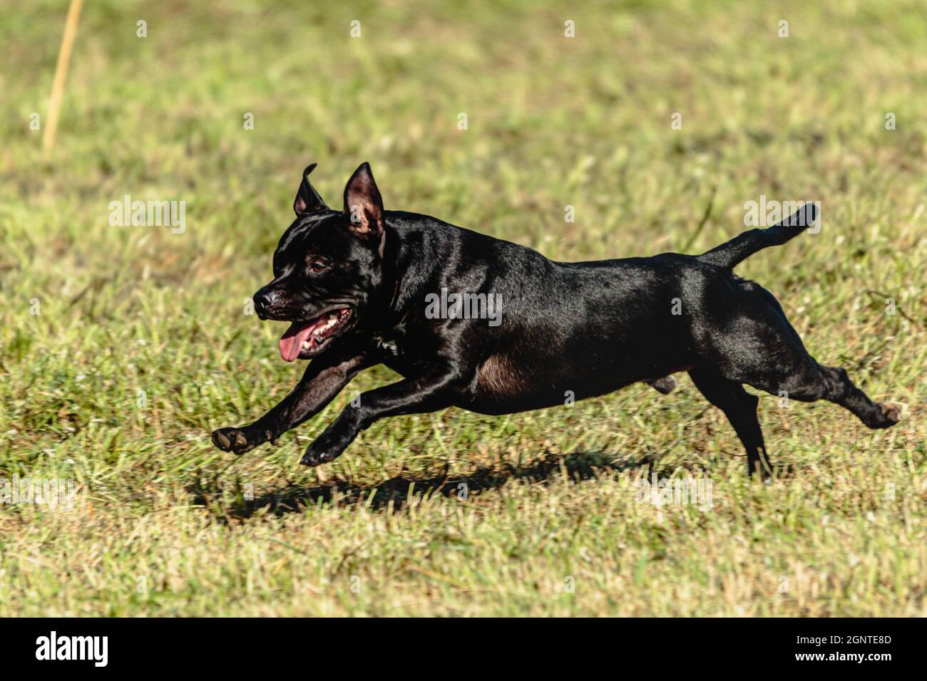 Staffordshire bull terrier autumn hi-res stock photography and images ...