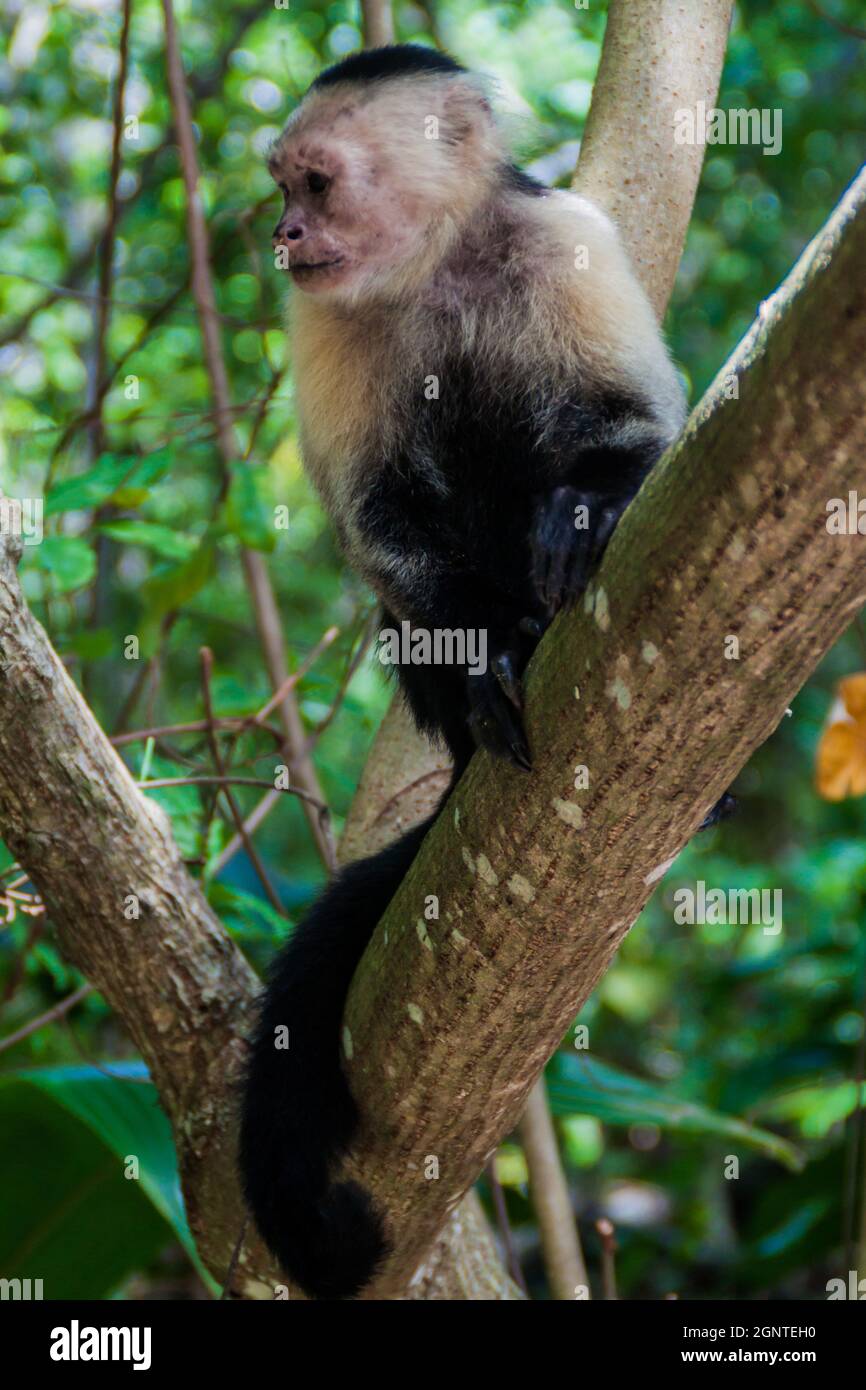 White-headed capuchin monkey Cebus capucinus in Cahuita National Park ...