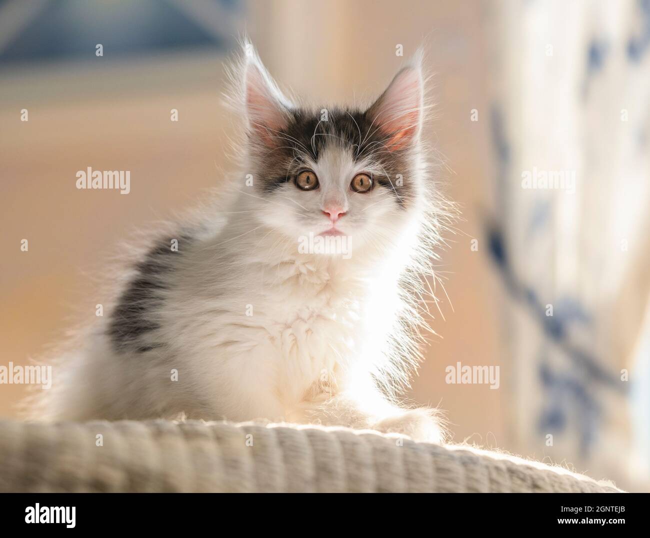 Curious, alert 9 weeks old Maine Coon Cat kitten with strong window ...