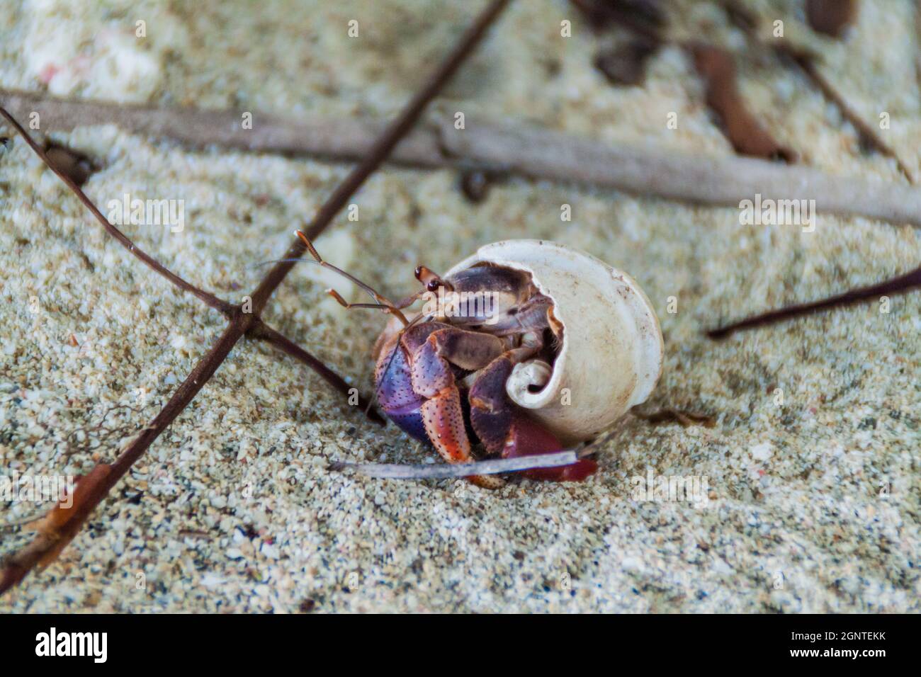 Hermit crab in Cahuita National Park, Costa Rica Stock Photo - Alamy