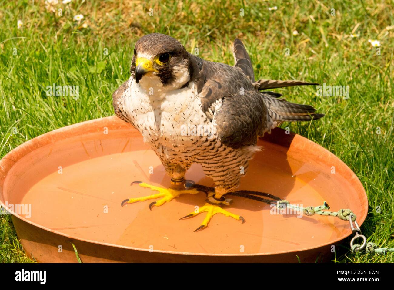 Peregrine falcon in water Stock Photo - Alamy