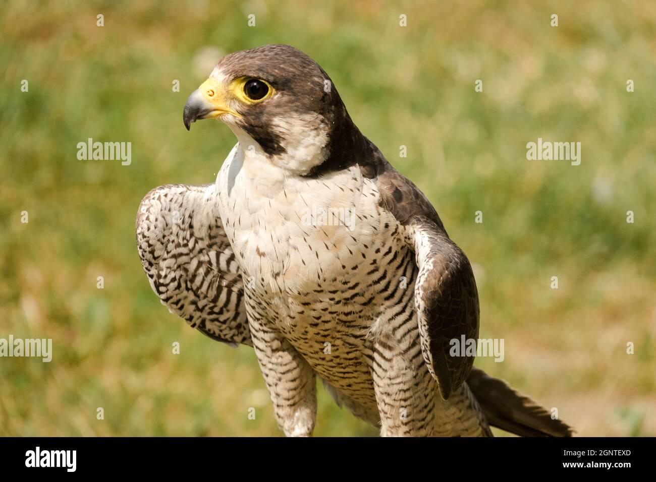 Captive peregrine falcon hi-res stock photography and images - Alamy