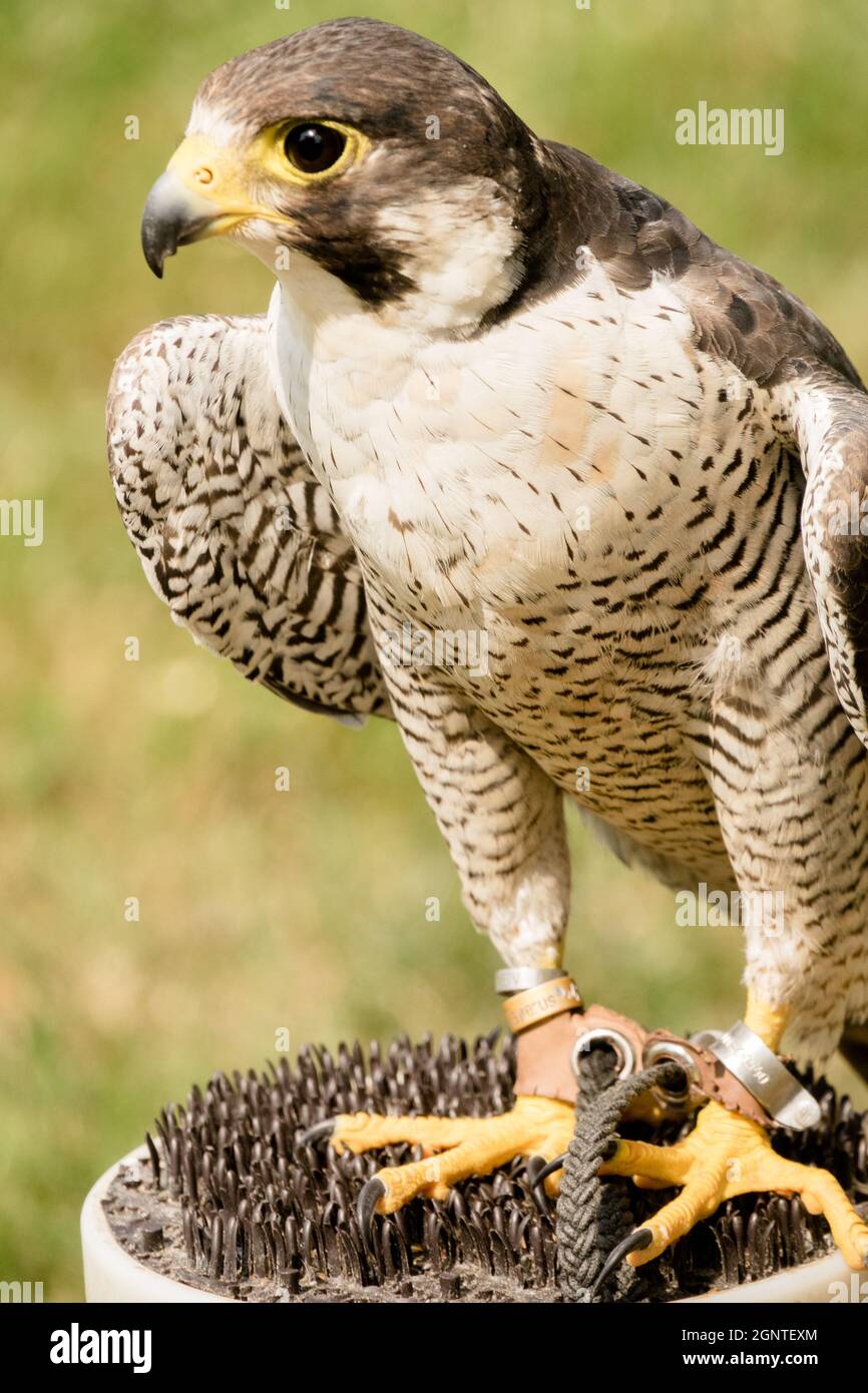 Peregrine falcon sit on sitting post Stock Photo - Alamy